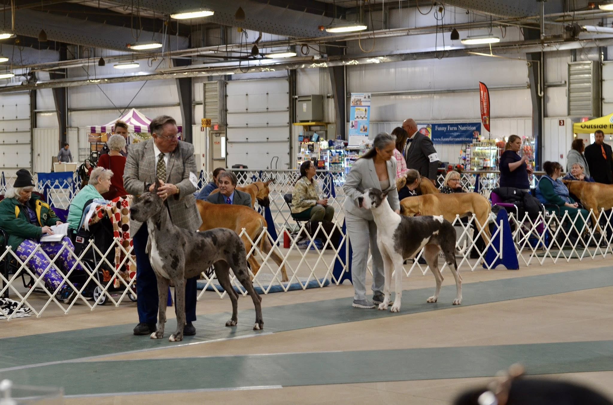 2026 Great Dane Specialty Show — Mike Arnold Perpetual Trophy | Lake ...